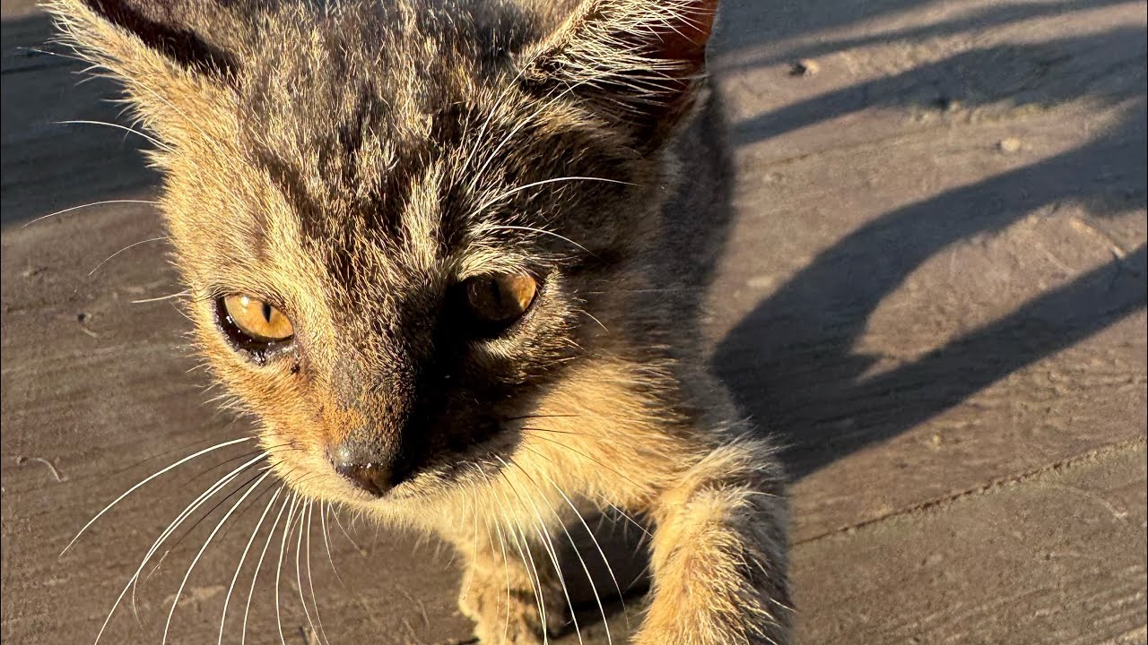 Little Hercules our Kitten passed away last night. - YouTube
