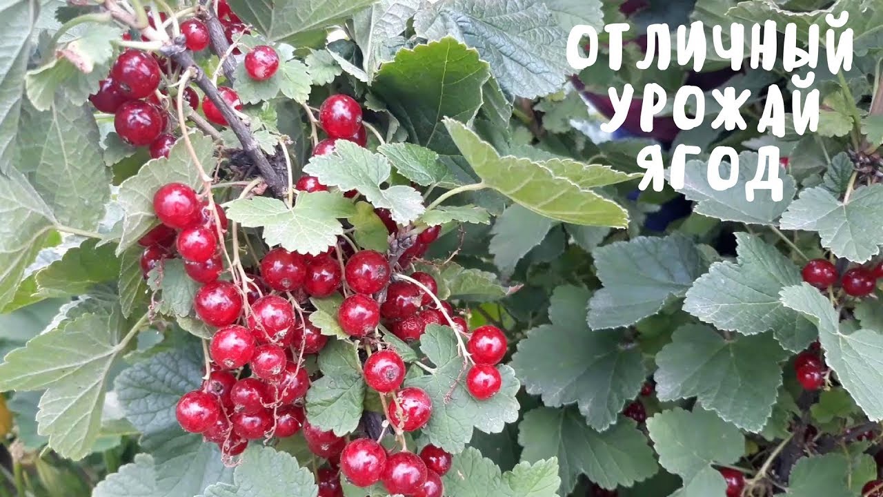 ЯГОДНЫЕ КУСТАРНИКИ РАДУЮТ СВОИМ УРОЖАЕМ. Фрукты-ягоды. Мой опыт. - YouTube