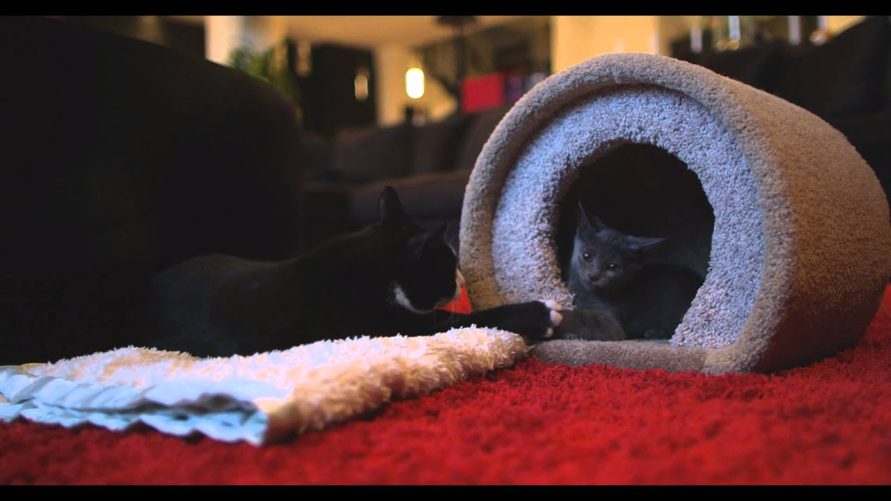 Miss Nyancat n Professor Meowingtons - YouTube