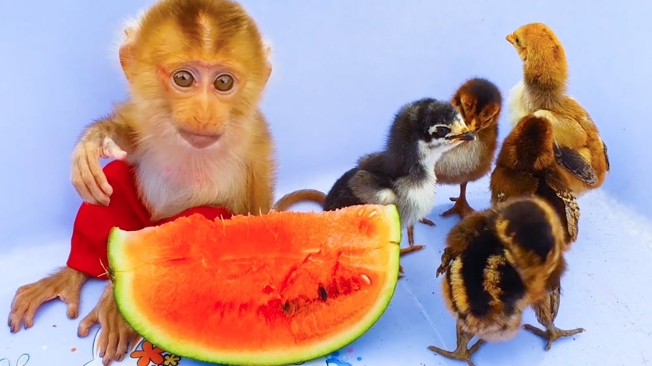 Baby monkey Bin Bin playing with the baby chicken and clippers baby ...