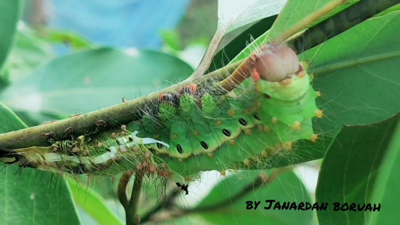 মুগাই কেনেকৈ ছাল সলায় / Muga SilkWorm Moulting process / unique scene ...