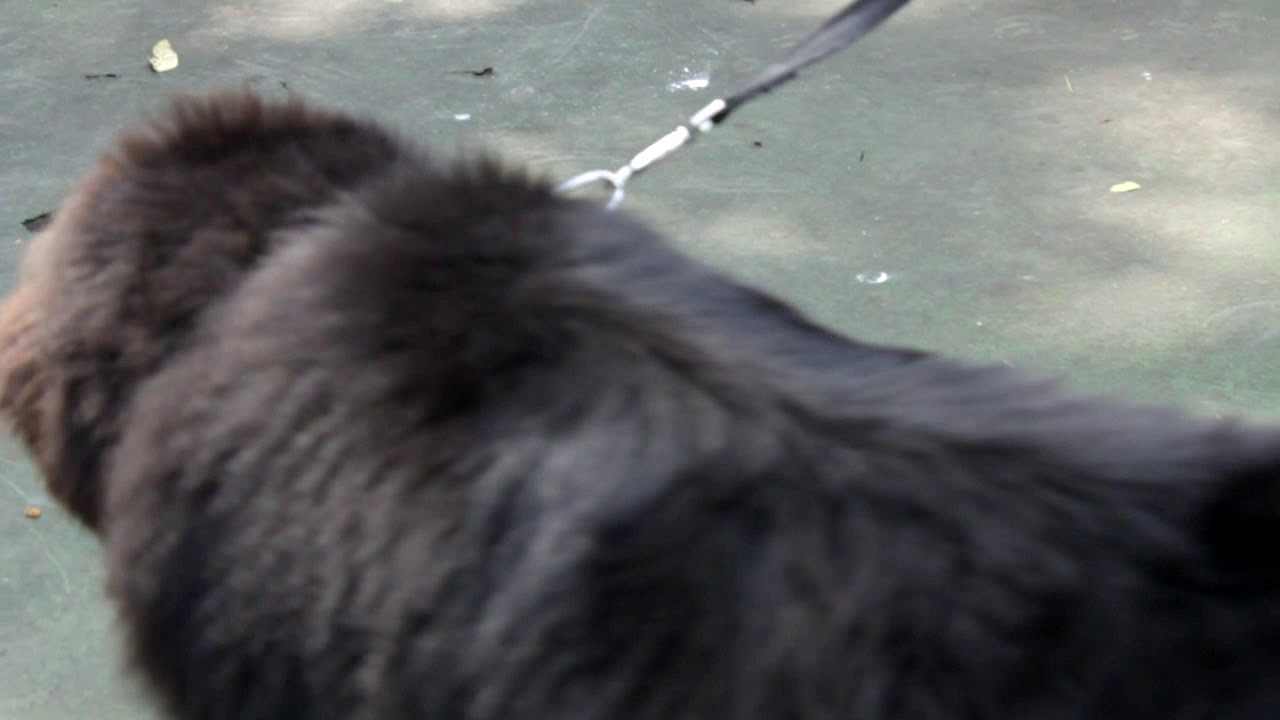 CADABOM'S WORLD'S MOST EXPENSIVE TOP 10 DOGS 1 crore dog /8 crore dog ...