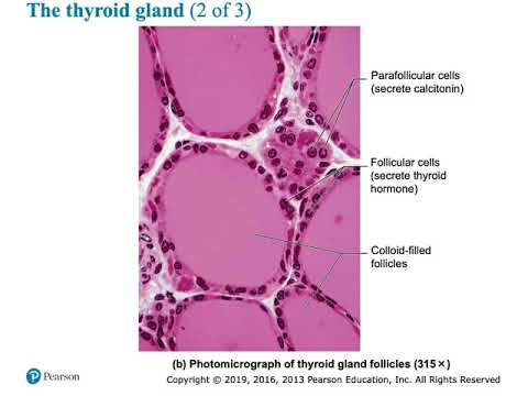 1 Endocrine Marieb B with audio•Kelly Wiggins - YouTube