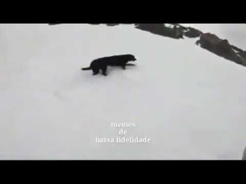Cachorro Dando Mortal Na Neve Meme - Vídeos Da Galera, Vídeos ...
