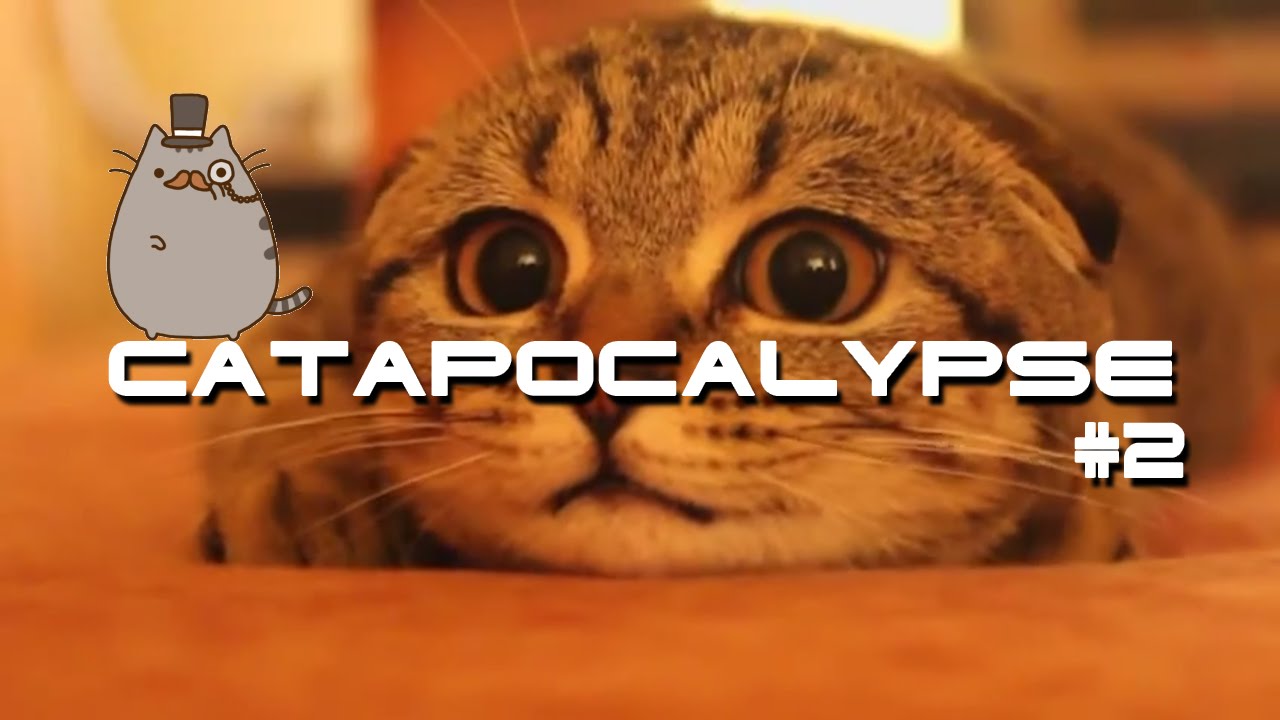 Best Cats Compilation \ Catapocalypse Coub #2 \ Приколы с котами \Котопокалипсис Coub #2 - YouTube