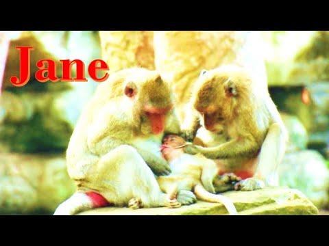 jane monkey is Best Mother monkey for Janna . Janet and tazana monkey ...