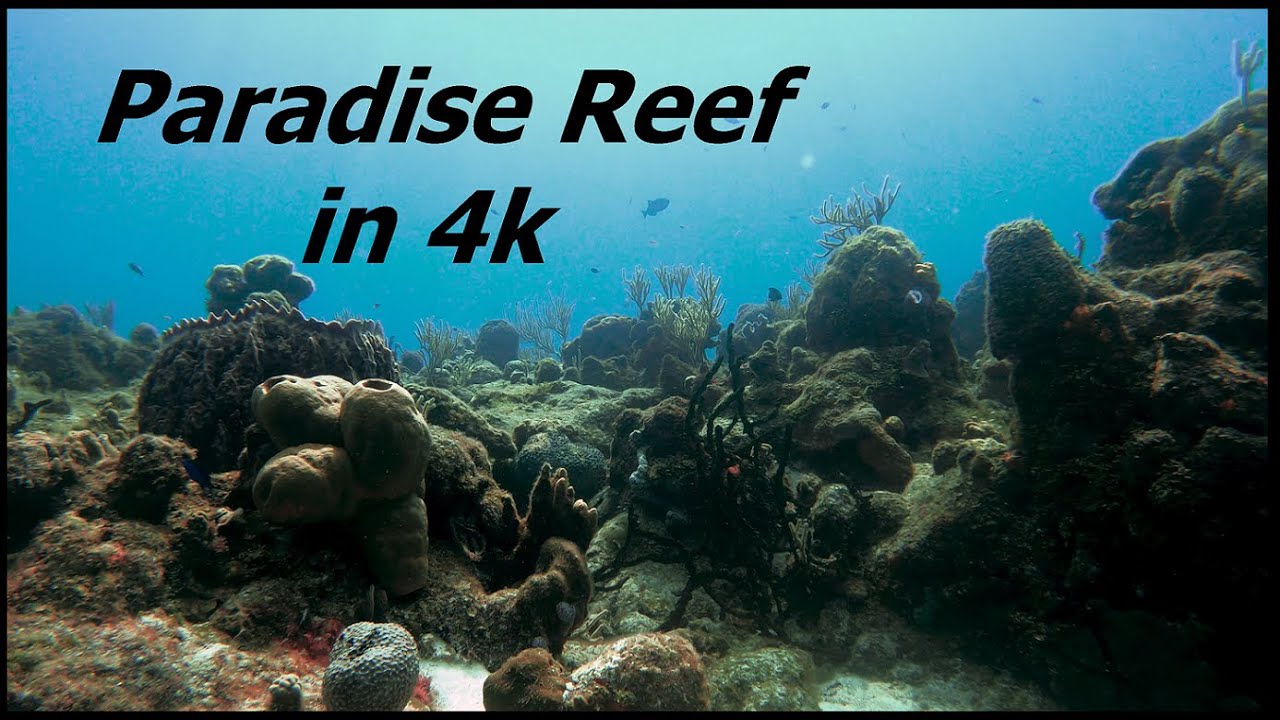 Paradise Reef Cozumel in 4k January 21, 2021 - YouTube