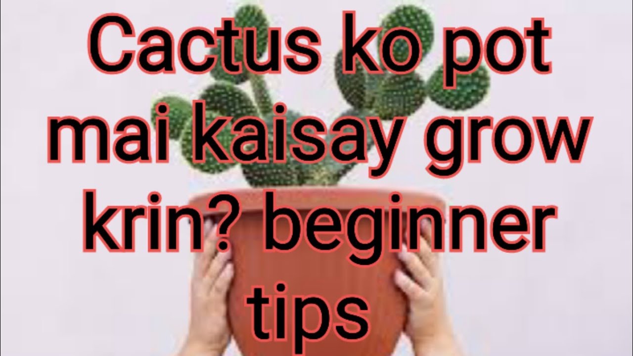 how to grow Cactus 🌵 in a pot. |Cactus ko pot mai kaisay grow krin ...