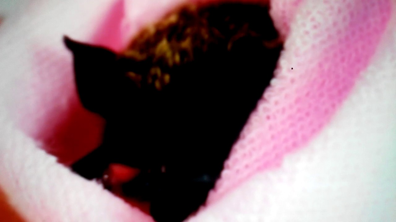 Baby bat Mimi love the milk - YouTube