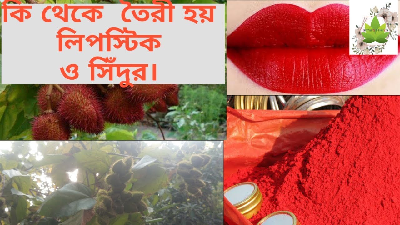 Lipstick and vermilion are made from the color of the fruit of any tree ...