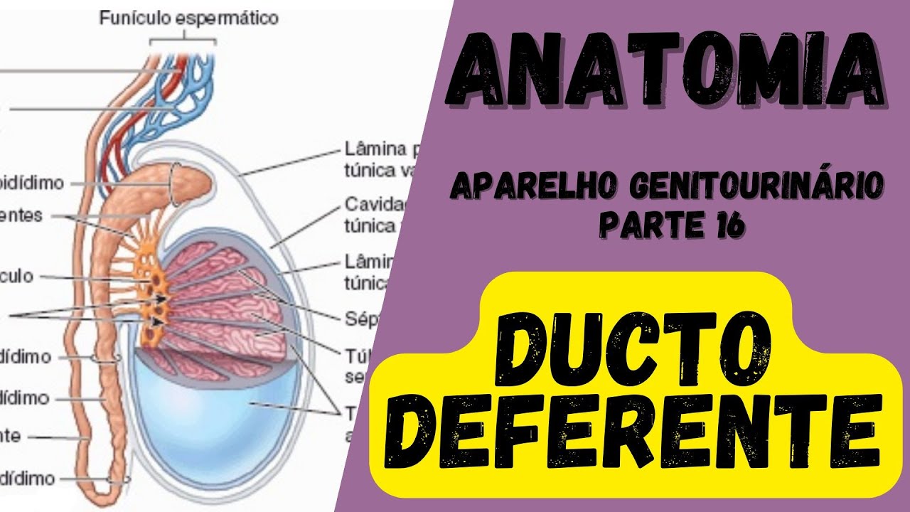 🔴👉 Anatomia do DUCTO DEFERENTE - Aparelho geniturinário - YouTube