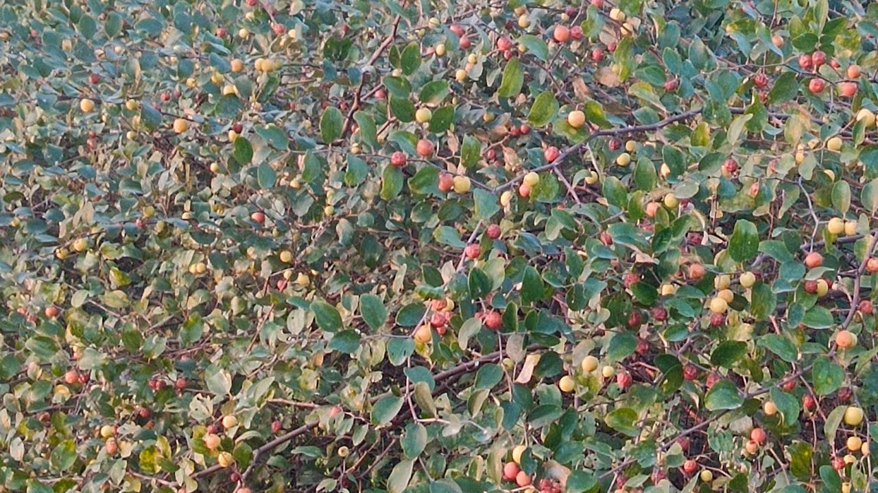 King.From.Up90 हैलो दोस्तो तो कैसे है आप लोग उम्मीद करते है सब लोग ठीक ...