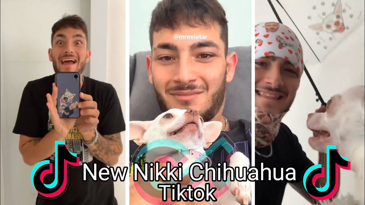 Nikki the chihuahua dog compilation #4। Fanny chihuahua TV - YouTube