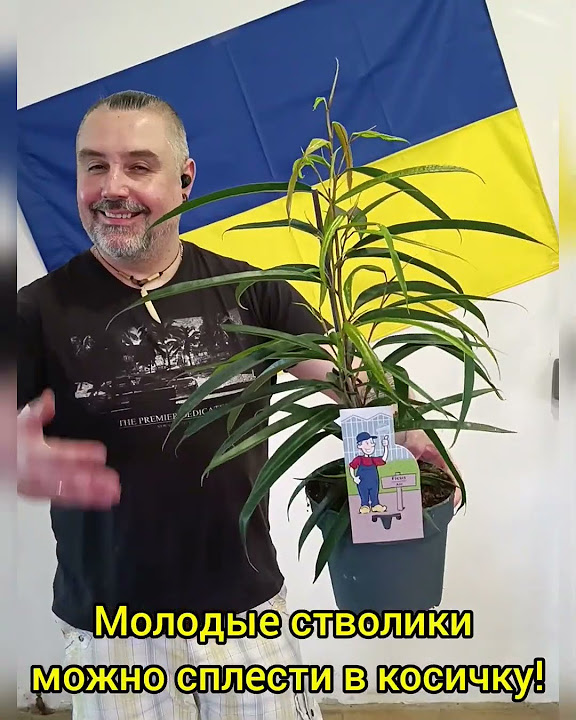 Фикус Бенедикта Али, цена 300 гривен! Бронь в вайбер 0996782355 #фикус ...