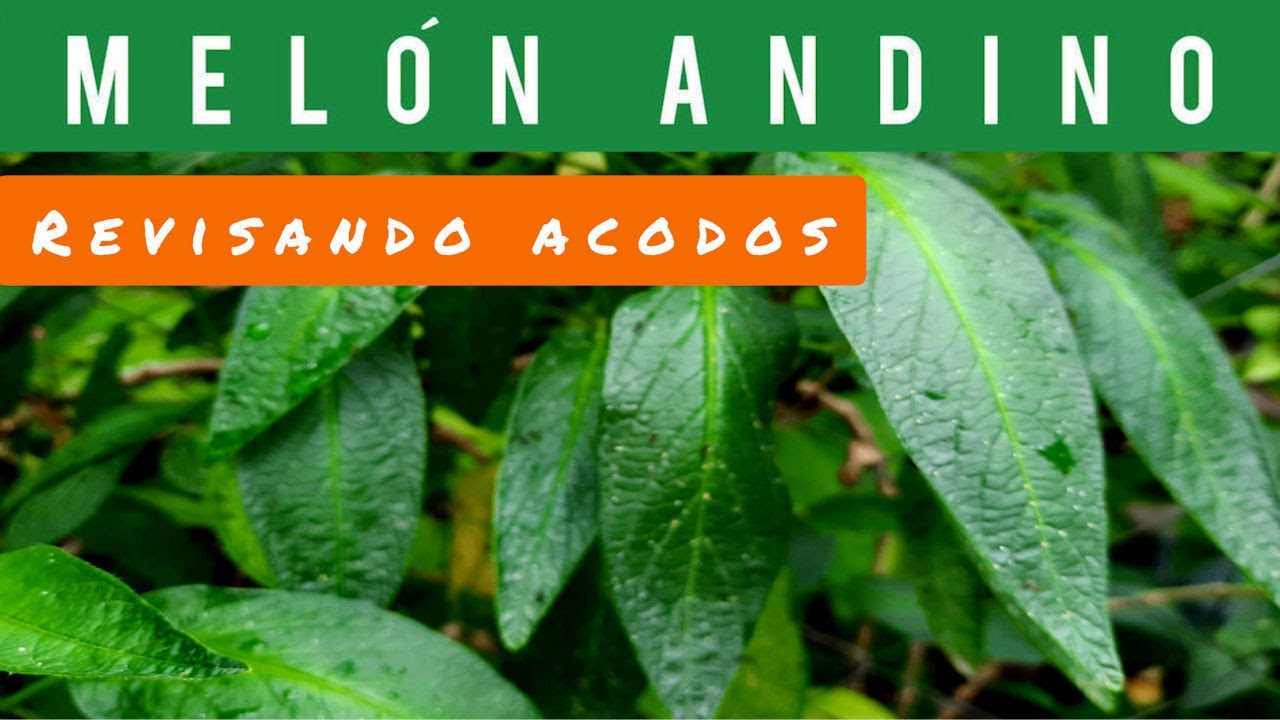 🟡MELÓN ANDINO o PEPINO DULCE-Revisando acodos (MELÓN de ÁRBOL) (SWEET ...