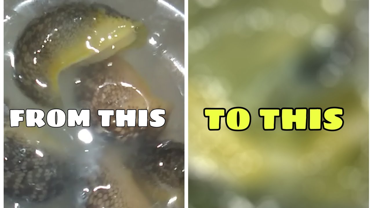 Slugs + Water and Salt - YouTube