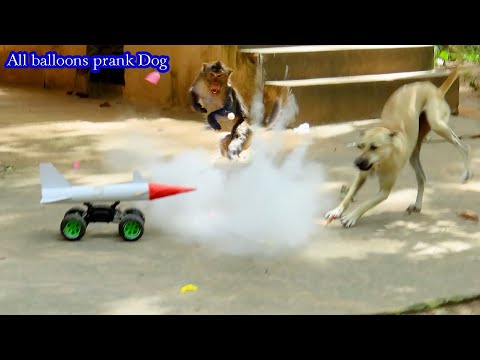 Missile prank Dog - YouTube