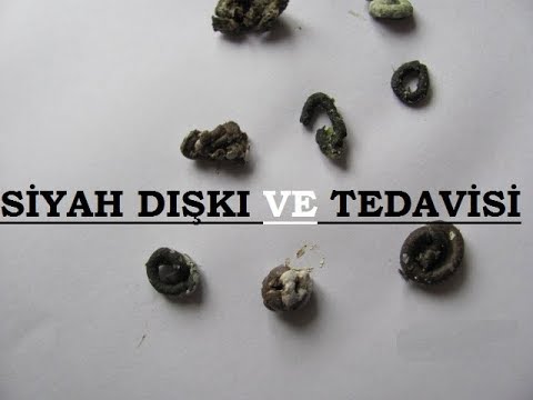MUHABBET KUŞU SİYAH DIŞKI SORUNU VE TEDAVİSİ! (VLOG)