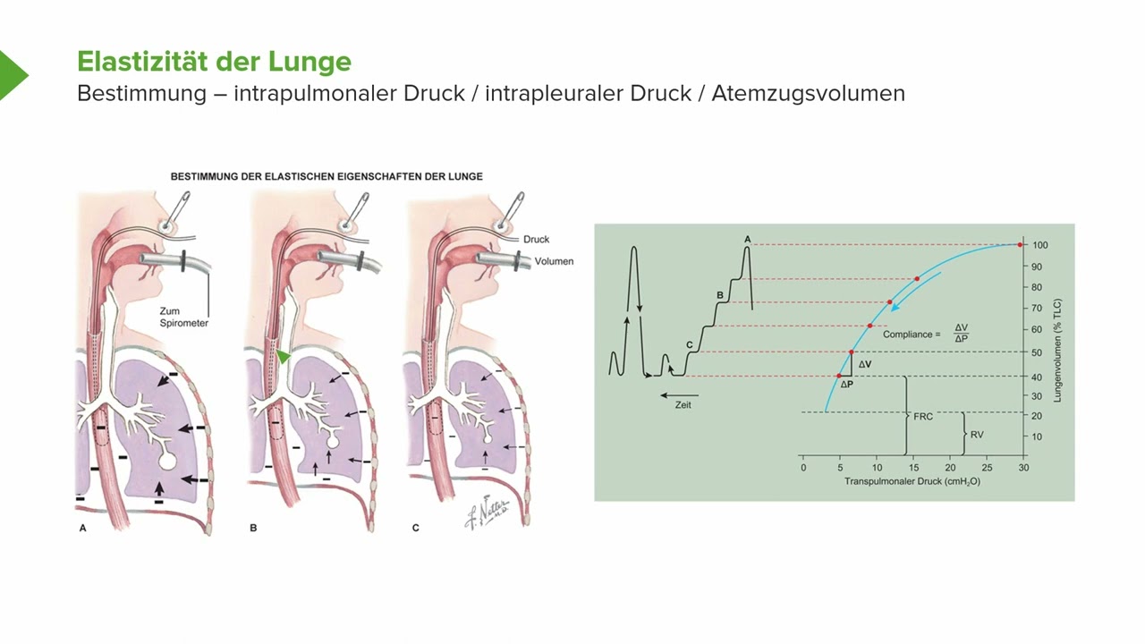 Physiologie I Atemphysiologie: Compliance des Atemapparats I Srdjan ...