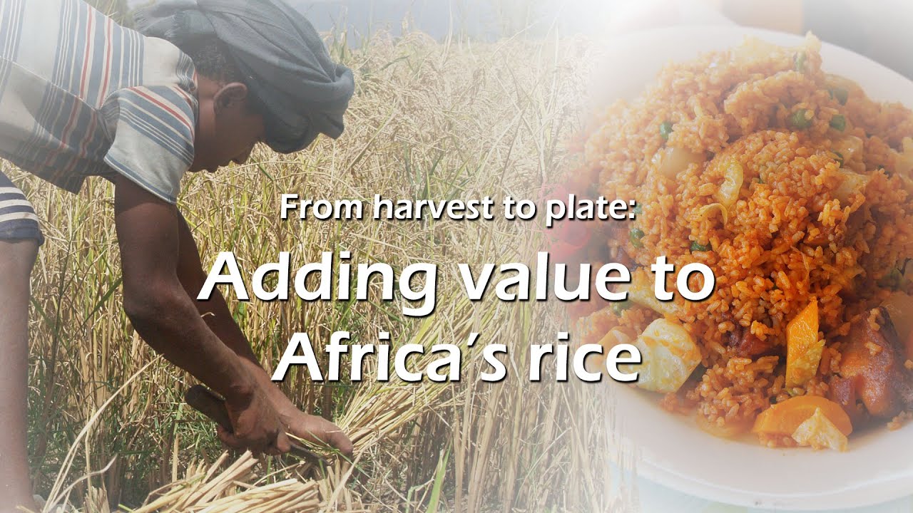 Adding value to Africa’s rice - YouTube