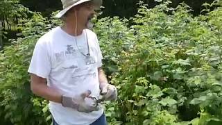 Summertime Pruning of Black Raspberries