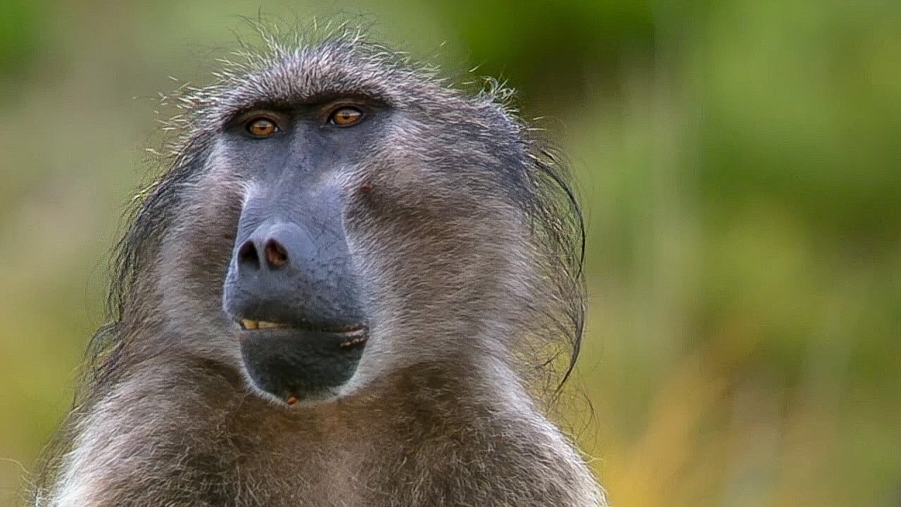 Sneaky Baboons Cause Mayhem For Crop Farmers | Animals with Cameras ...