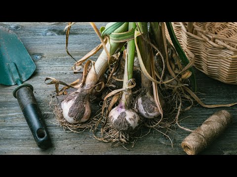 The Secret History of Garlic: How to Grow and Use This Powerful Plant ...