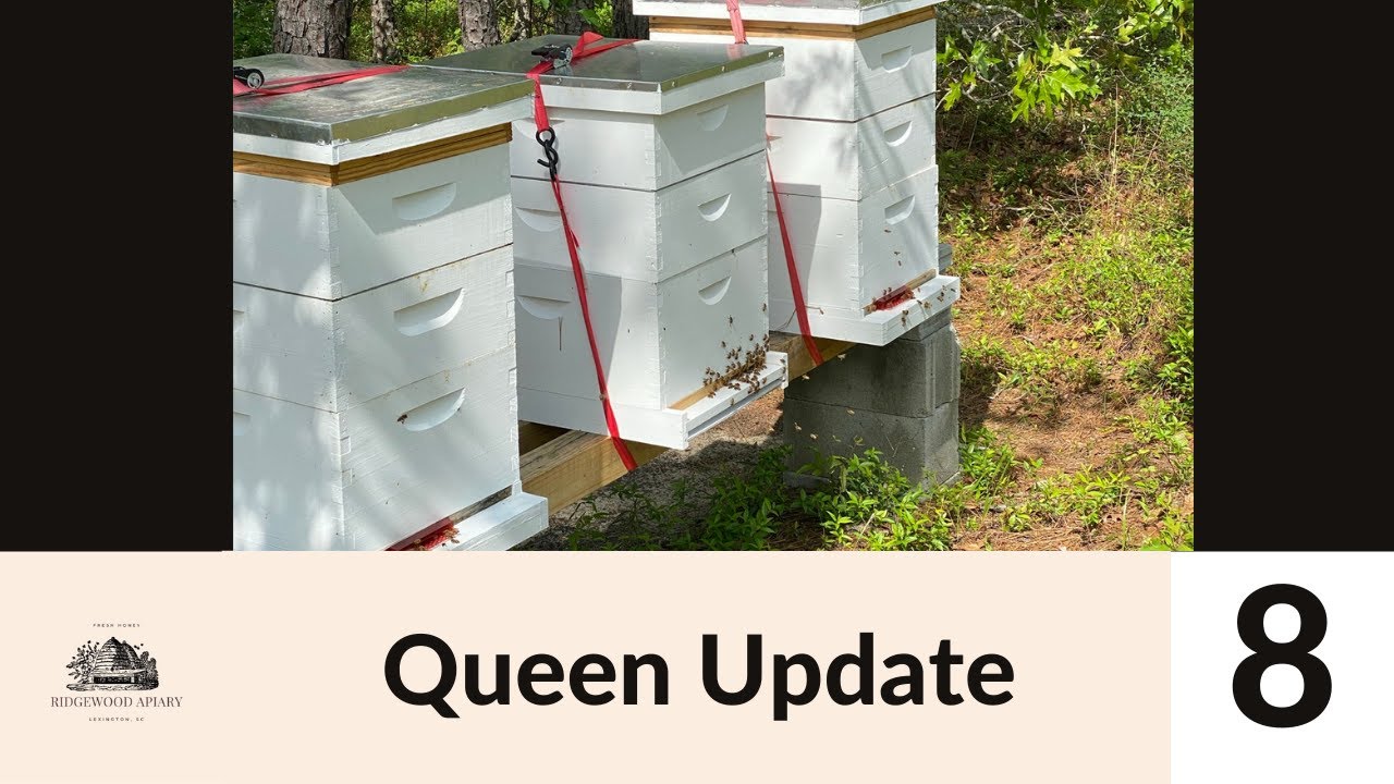 1.08-Making A Colony Queen Right, Part 2 - YouTube