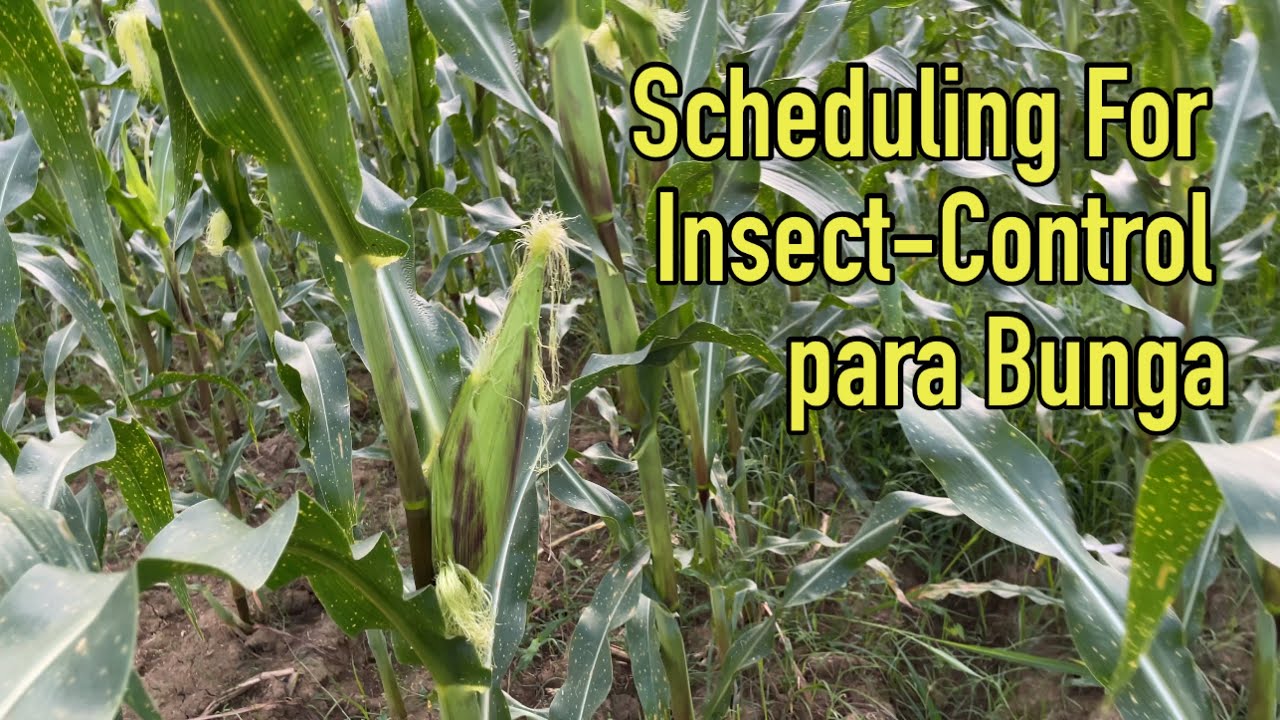 Pasyal tayo sa Sweet Pearl scheduling for Spray para insect Control ...