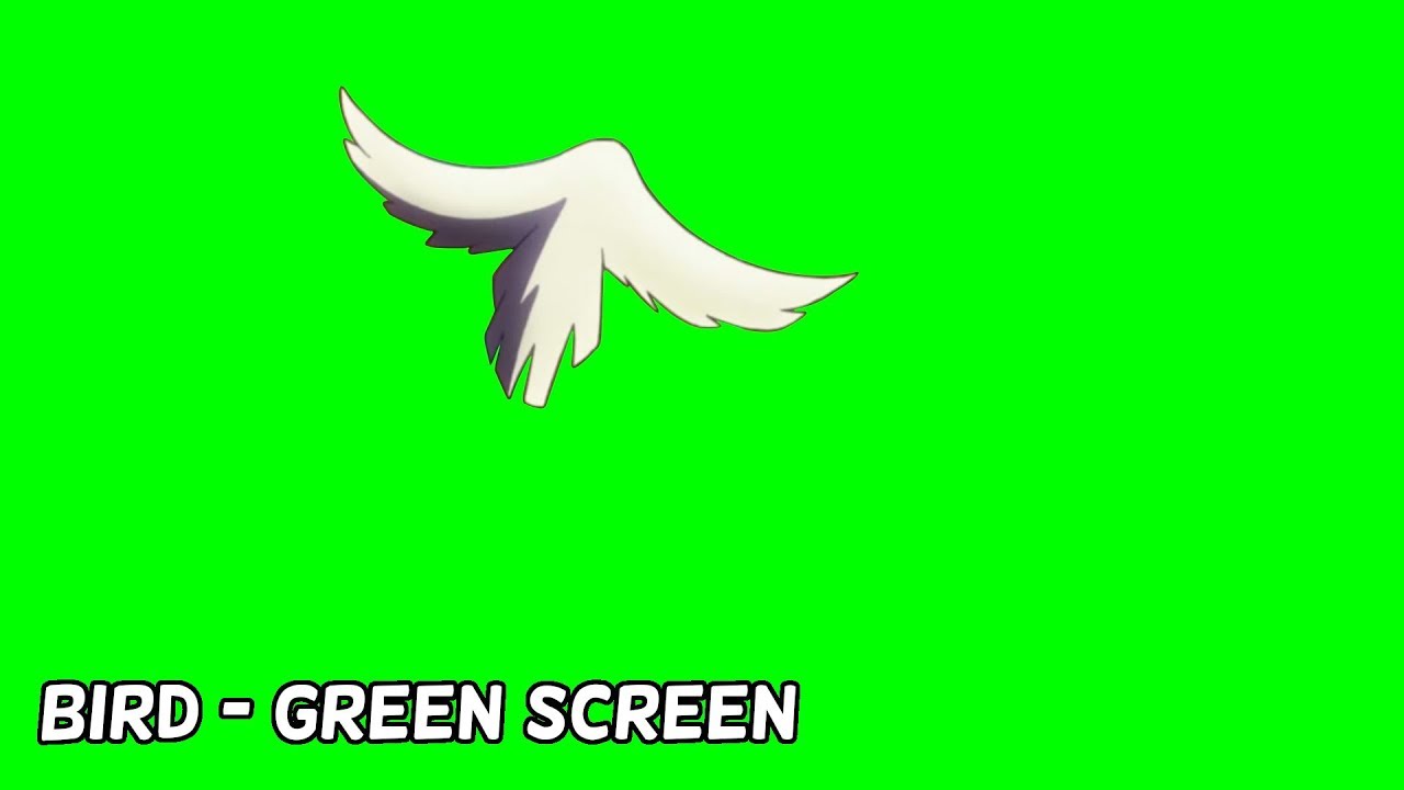 Bird - Green Screen - YouTube