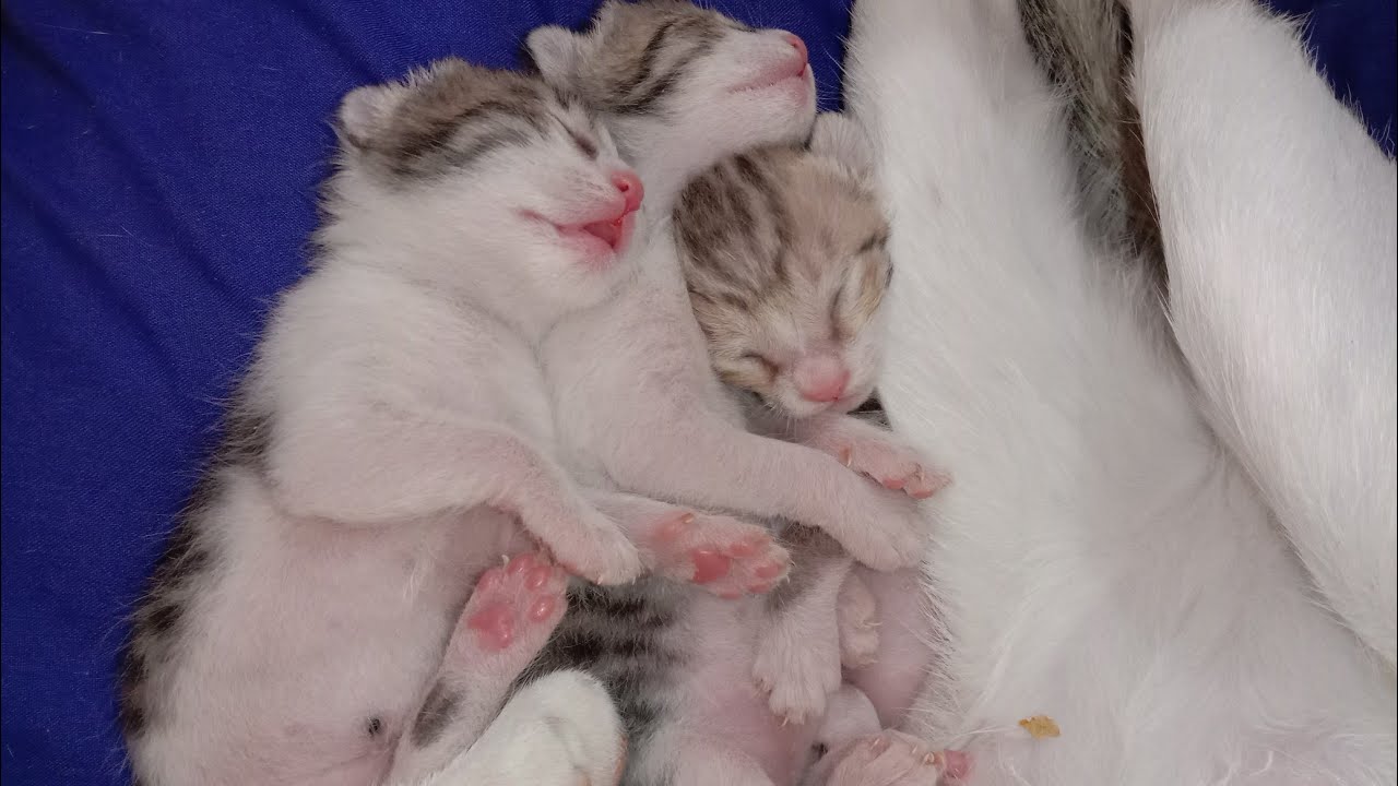 New Born Kittens😍😻#cats #viral #trynottolaugh #kittens - YouTube