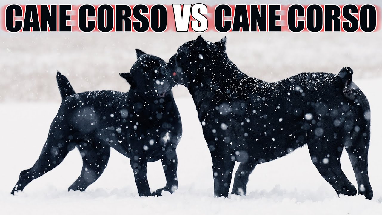 Cane Corsos Play Snowstorm- Raw Video - YouTube