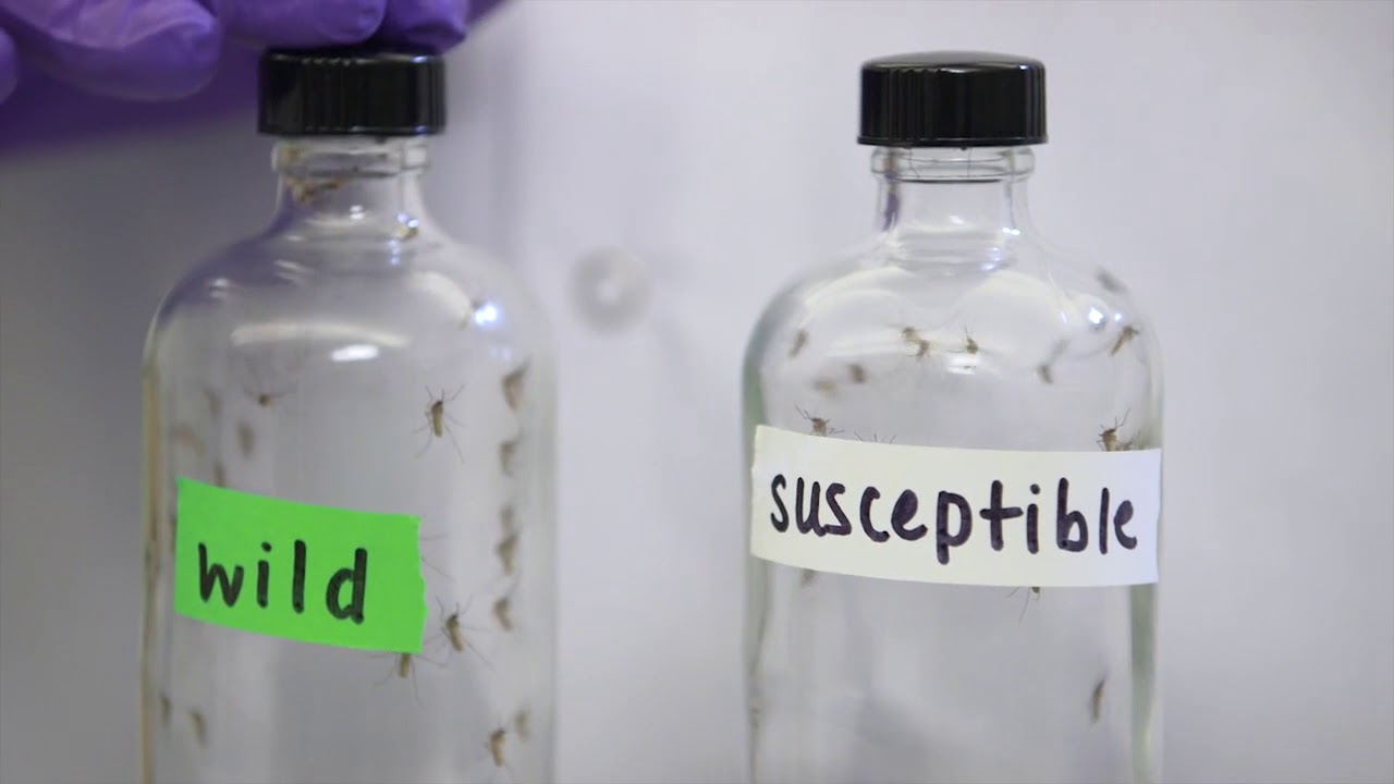 Understanding Bottle Bioassay - YouTube