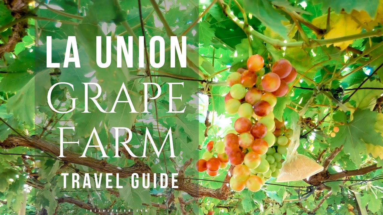 Grape Picking in Bauang, La Union - YouTube