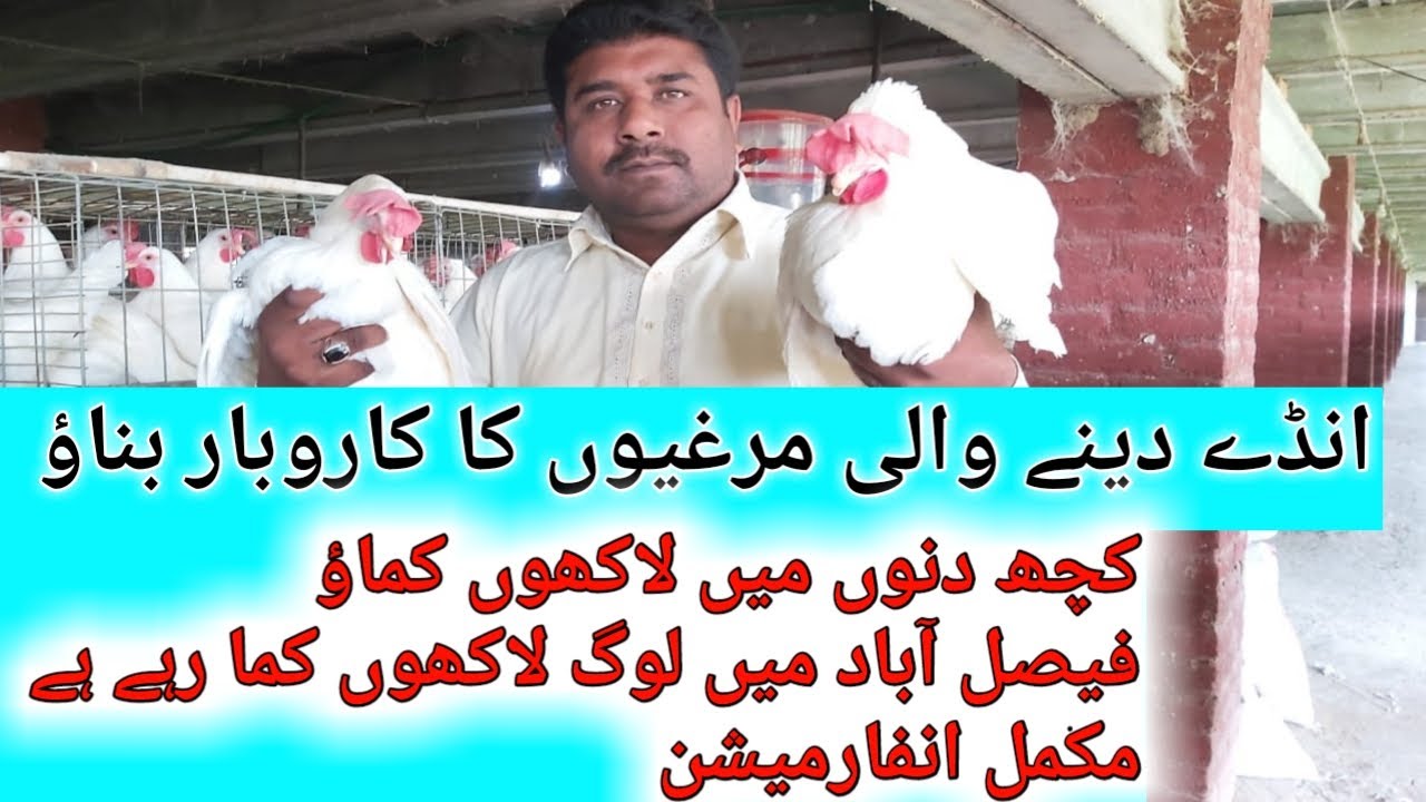 Layer Murgi Poultry Farm || Best Farming For Eggs || Layer Hen Poultry ...