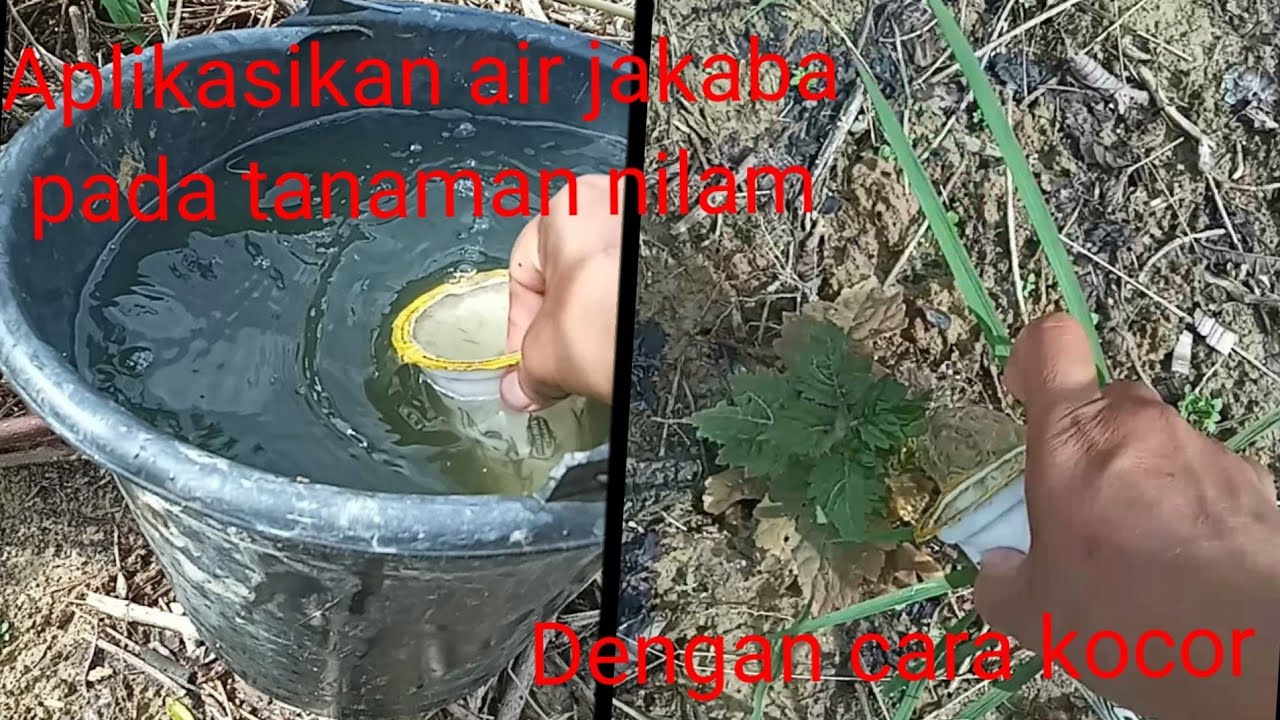 Mencoba mengaplikasikan air jakaba pada tanaman nilam - YouTube