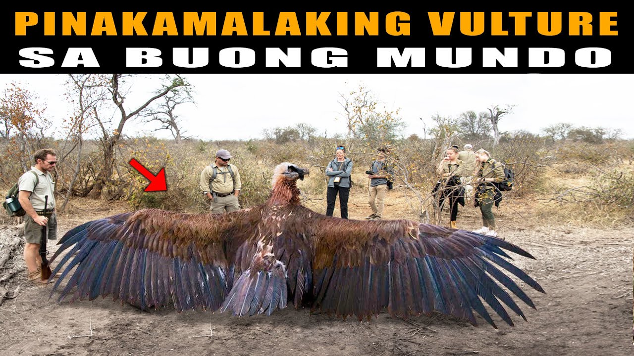 Ang IBON na kayang makipag-away sa AGILA ,Pinakamalaki at Malakas na ...