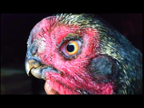 Parrot Beak Aseel Hen Collection Best - YouTube