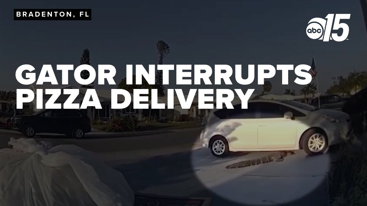 WATCH: Giant alligator disrupts pizza delivery - YouTube