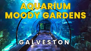 Aquarium At Moody Gardens Galveston Texas Ultimate Full Tour