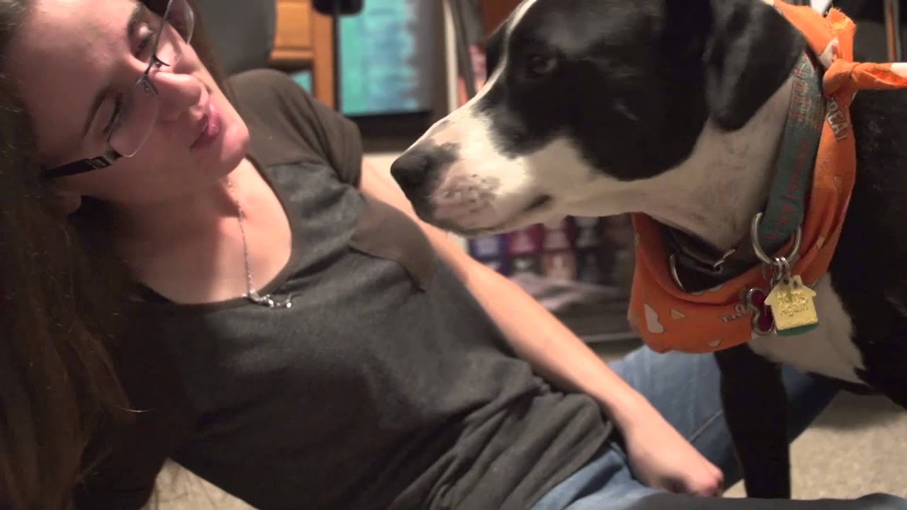 Pet Adoption Interview - YouTube