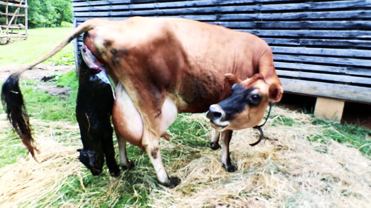 LIVE COW BIRTH!!! - WATCH THE WHOLE BIRTH - YouTube