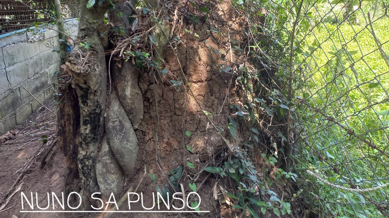 NUNO SA PUNSO or PUNTOD AT THE BACKYARD. - YouTube