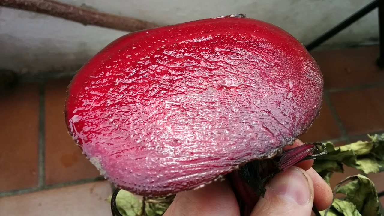 experiment: beetroot - YouTube