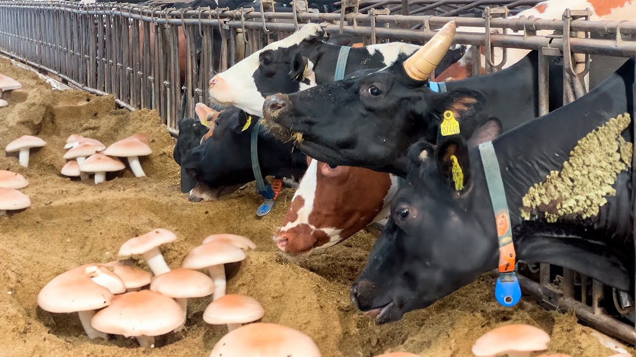 Mind-Blowing Cow Farm: You Won't Believe What These Cows Can Do! - YouTube