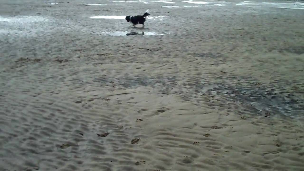 Charlie at the beach for the first time - YouTube