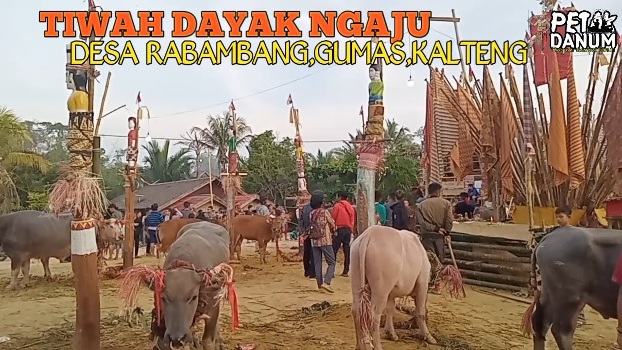 RITUAL TIWAH SUKU DAYAK NGAJU KALIMANTAN TENGAH - YouTube