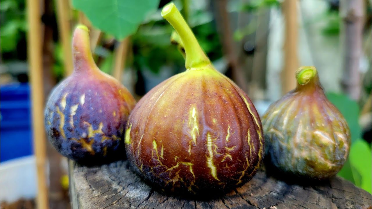 De Tres Esplets, Malta Black, Higuera Blanca and Pichoto main crop # ...