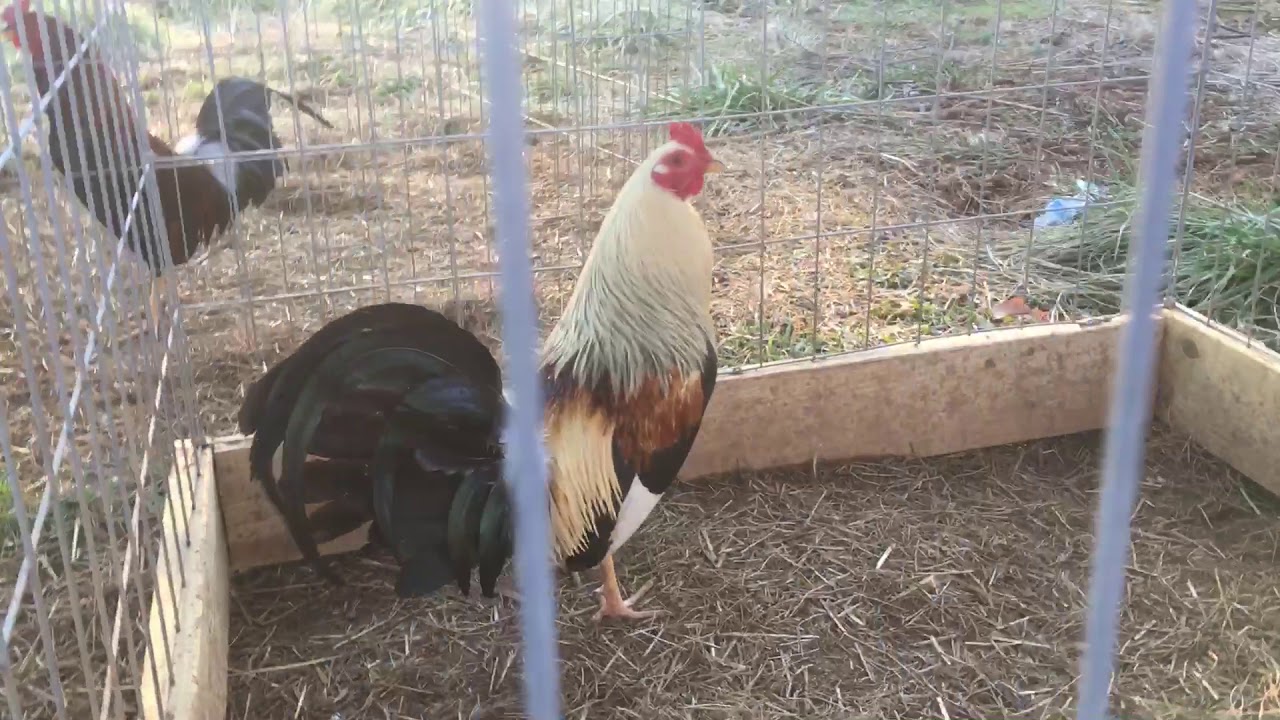 Gamefowl for sale. - YouTube