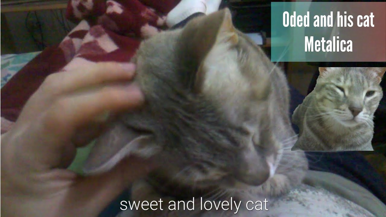 Cats unconditional love / Oded and his cat Metalica bonding moment / # ...